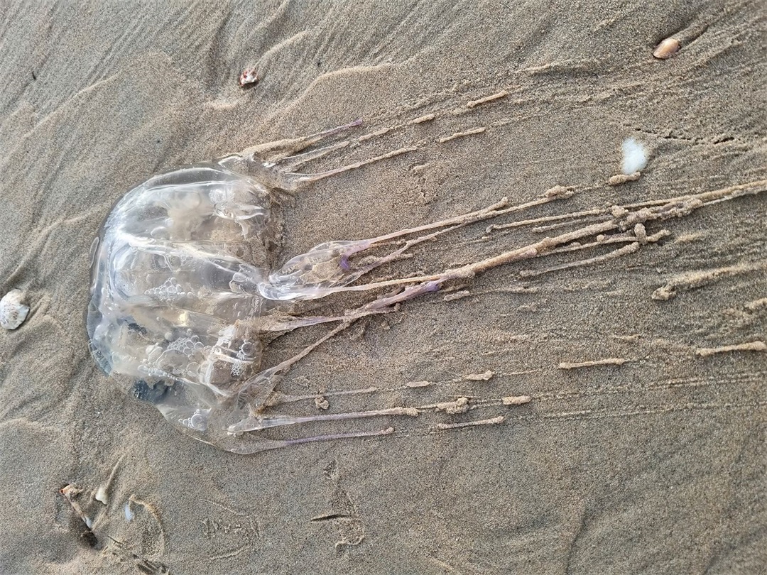 Blue Bottle Jellyfish On Beach